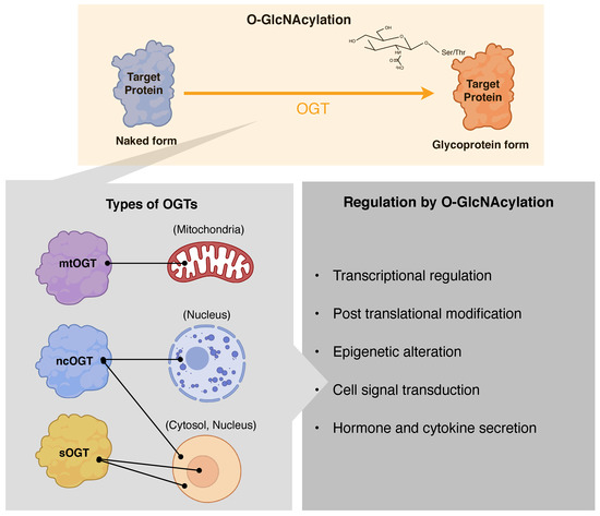 Role and Function of O-GlcNAcylation in Cancer