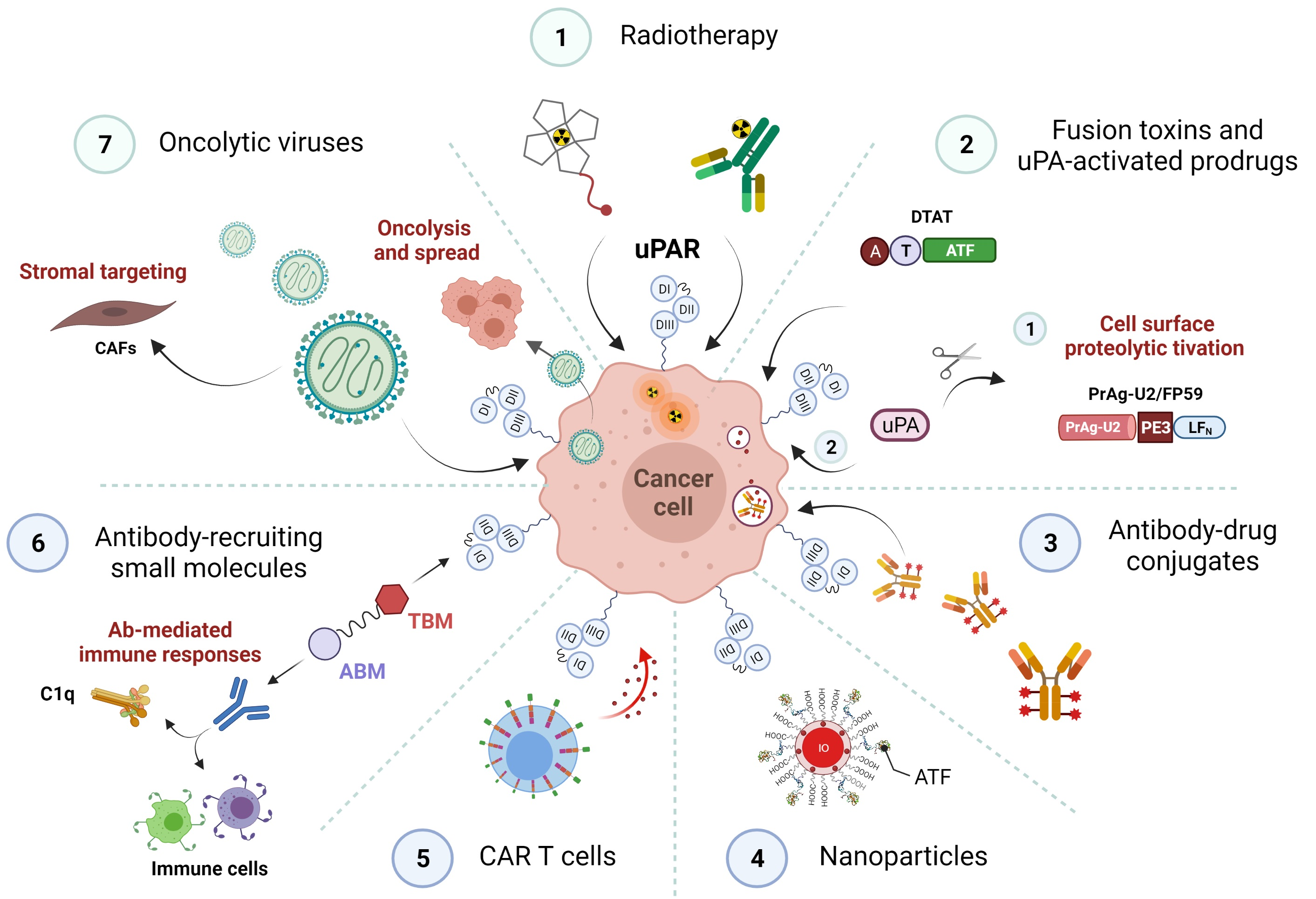 Cancers | Free Full-Text | The Urokinase Receptor (uPAR) as a “Trojan ...