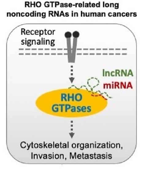 Cancers | Free Full-Text | RHO GTPase-Related Long Noncoding RNAs in ...