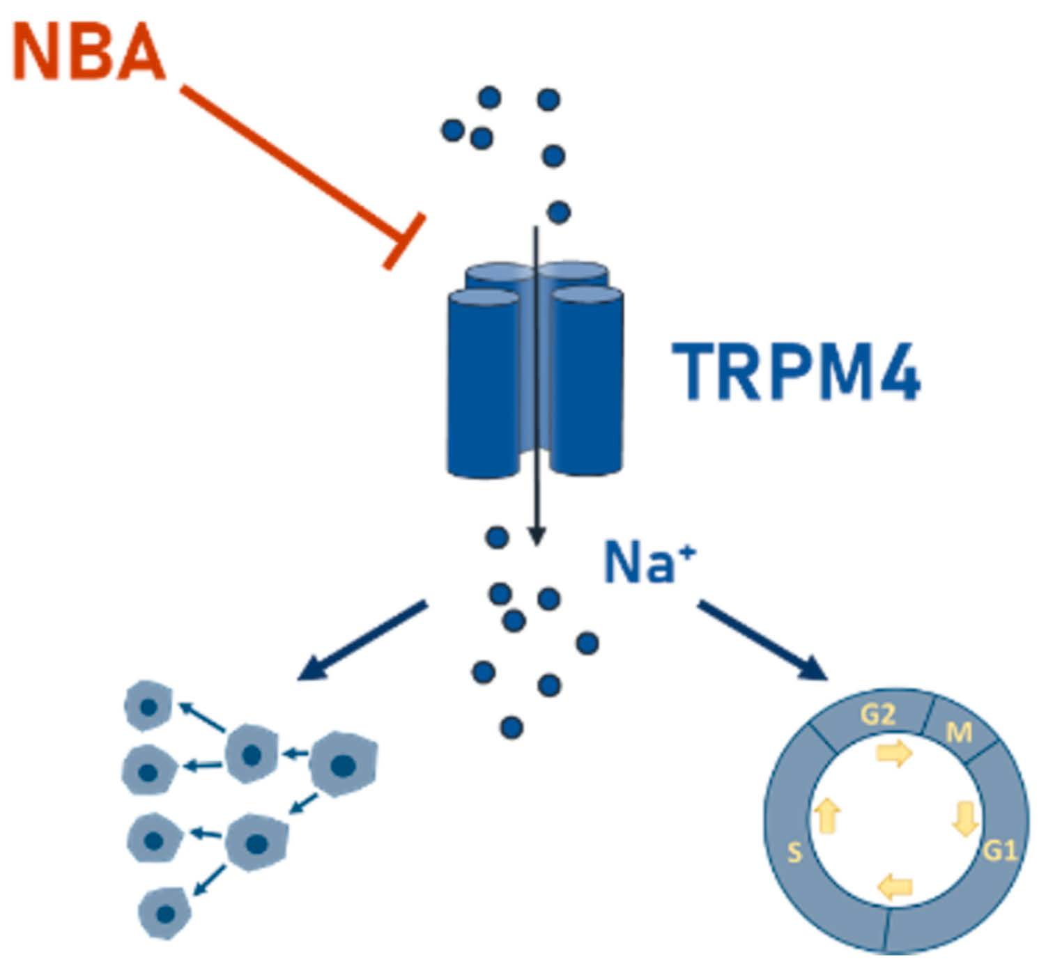 Cancers | Free Full-Text | Investigation of Novel Small Molecular TRPM4 ...