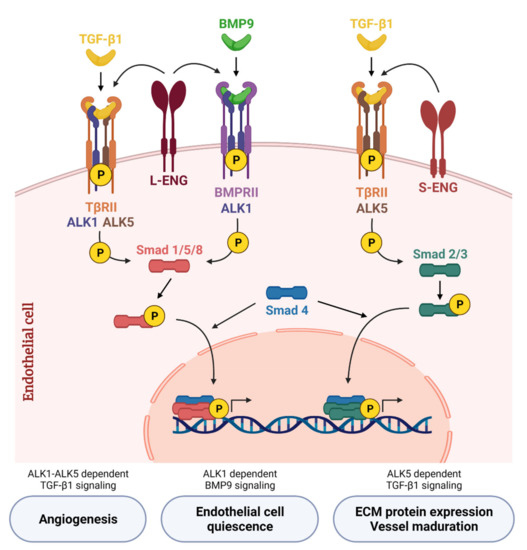 The Dual Effect of the BMP9–ALK1 Pathway in Blood Vessels: An ...