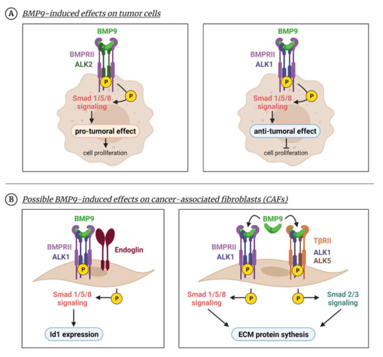The Dual Effect of the BMP9–ALK1 Pathway in Blood Vessels: An ...
