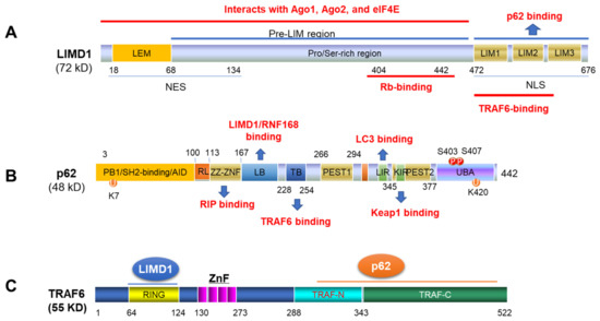 New Look of EBV LMP1 Signaling Landscape