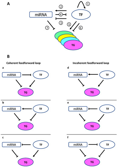 A Focus on Regulatory Networks Linking MicroRNAs, Transcription Factors ...
