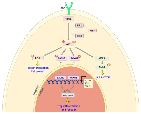Cancers | Free Full-Text | PI3Kδ Inhibitors as Immunomodulatory Agents ...