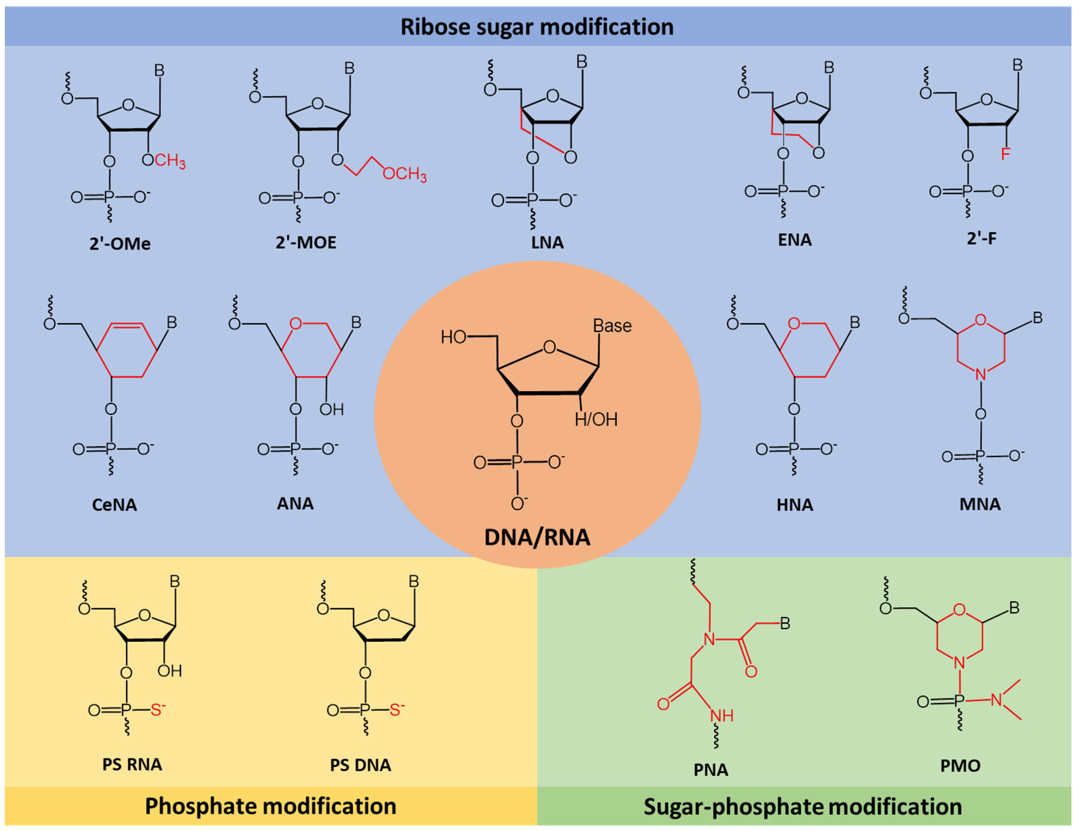 Cancers Free Full Text Antisense Oligonucleotide Mediated Splice