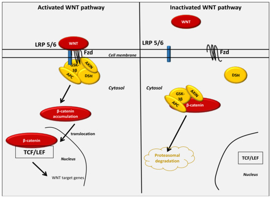 The Key Role of the WNT/β-Catenin Pathway in Metabolic Reprogramming in ...