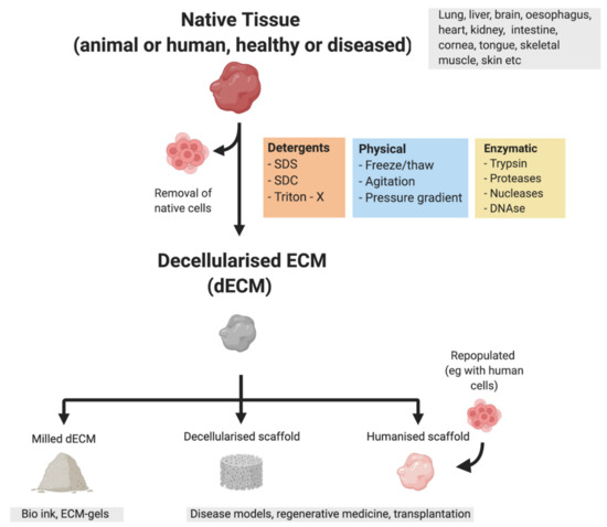 Interplay between Cellular and Non-Cellular Components of the Tumour ...