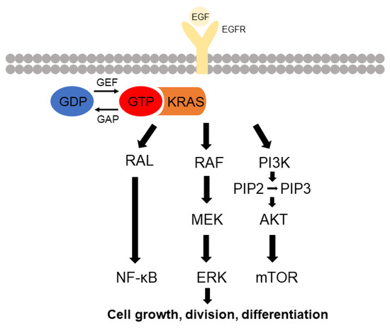Oncogenic KRAS: Signaling and Drug Resistance