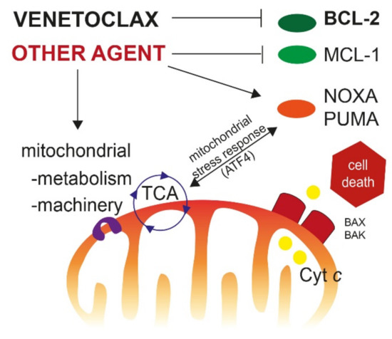 Cancers | Free Full-Text | Venetoclax in Acute Myeloid Leukemia: Molecular Basis, Evidences for ...