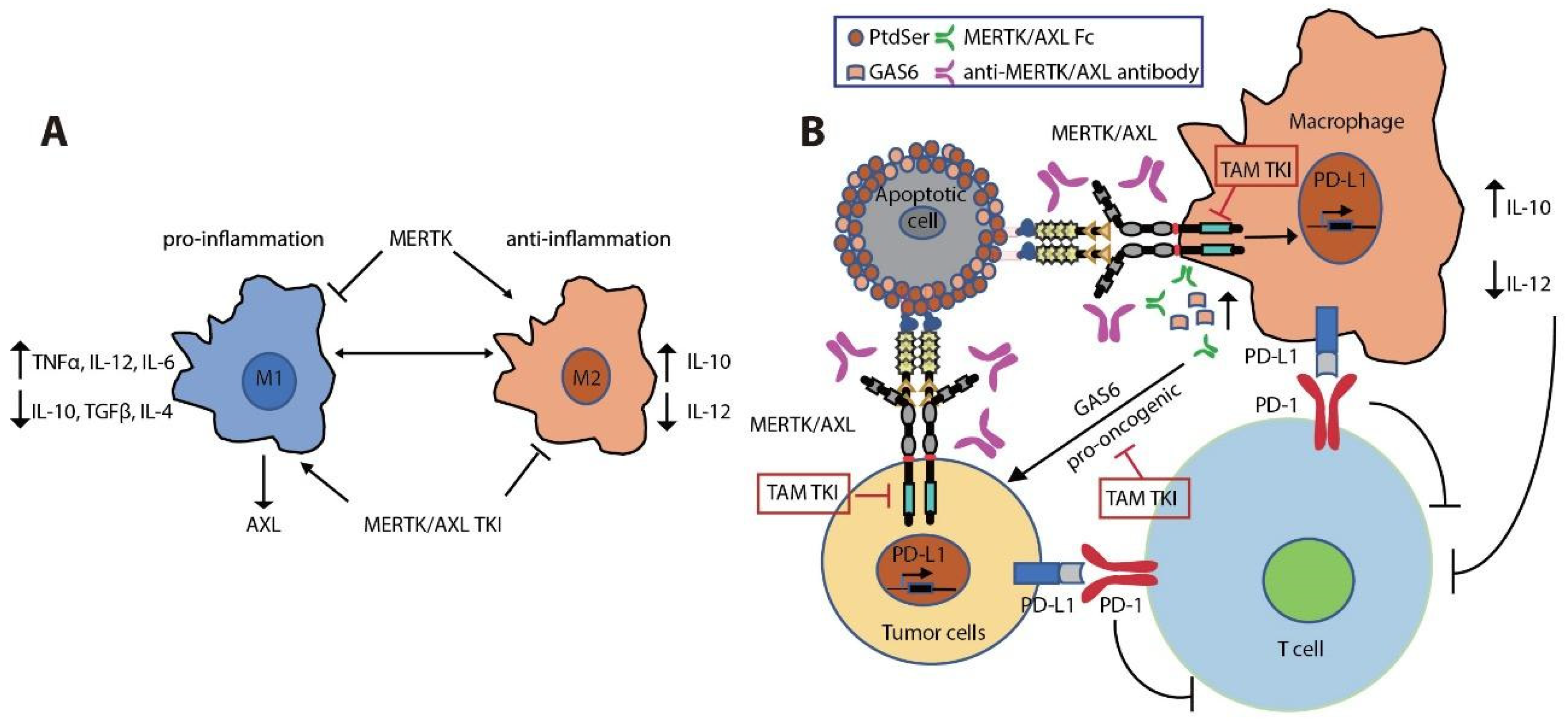 Cancers Free Full Text Targeting Mertk And Axl In Egfr Mutant Non