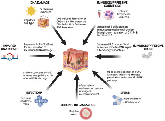 Biology and Treatment Advances in Cutaneous Squamous Cell Carcinoma