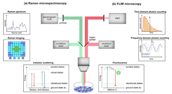 Raman Imaging and Fluorescence Lifetime Imaging Microscopy for ...