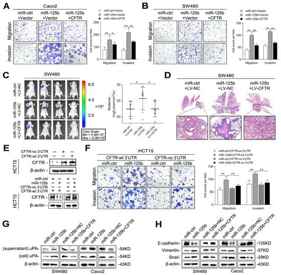 Cancers | Free Full-Text | miR-125b Promotes Colorectal Cancer ...