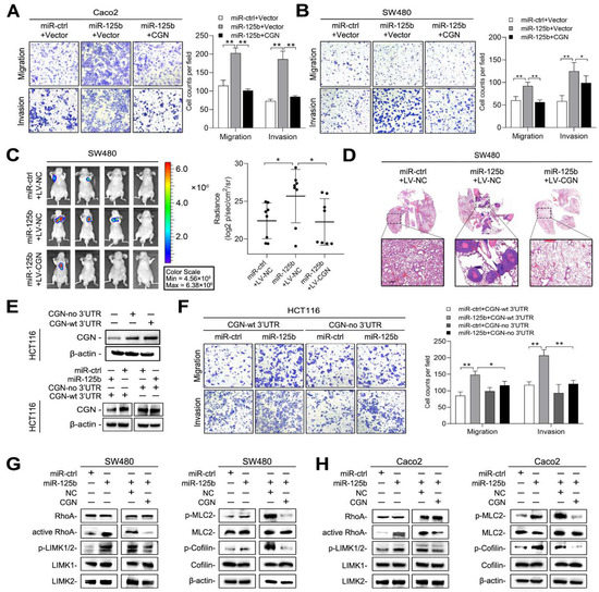 Cancers | Free Full-Text | miR-125b Promotes Colorectal Cancer ...