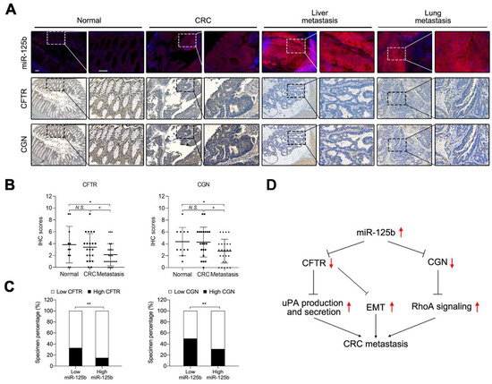 Cancers | Free Full-Text | miR-125b Promotes Colorectal Cancer ...