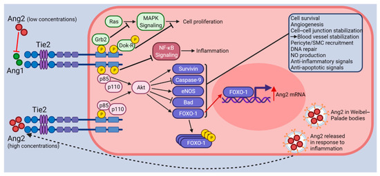 Targeting Tie2 in the Tumor Microenvironment: From Angiogenesis to Dissemination