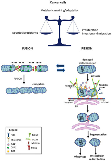 Microtubule-Based Mitochondrial Dynamics as a Valuable Therapeutic Target in Cancer