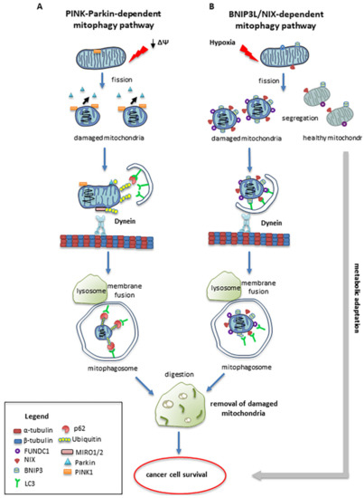 Microtubule-Based Mitochondrial Dynamics as a Valuable Therapeutic Target in Cancer