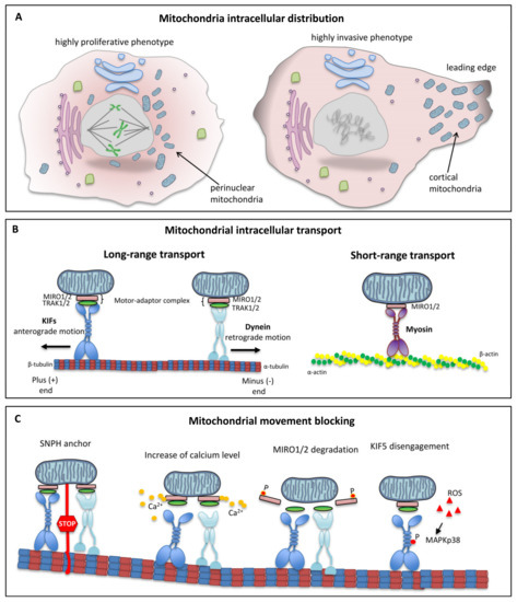 Microtubule-Based Mitochondrial Dynamics as a Valuable Therapeutic Target in Cancer