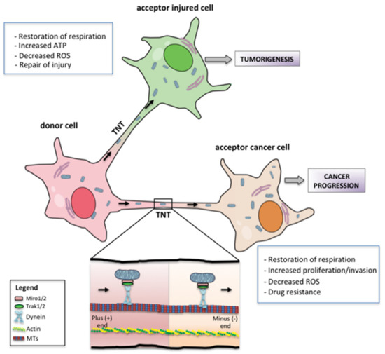 Microtubule-Based Mitochondrial Dynamics as a Valuable Therapeutic Target in Cancer