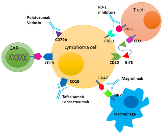 Cancers | Free Full-Text | Immunotherapy for Diffuse Large B-Cell Lymphoma: Current Landscape ...