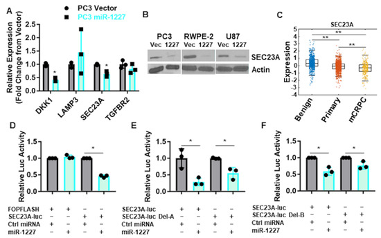 miR-1227 Targets SEC23A to Regulate the Shedding of Large Extracellular ...
