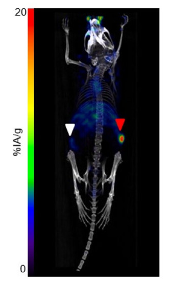 Copper-64-Labeled 1C1m-Fc, a New Tool for TEM-1 PET Imaging and Prediction of Lutetium-177 ...