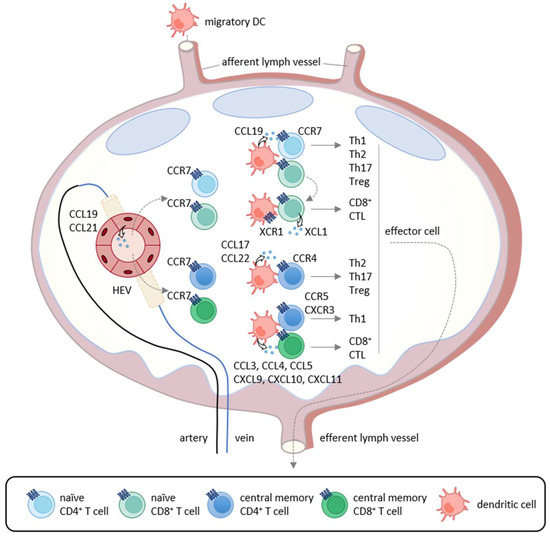 Multifaceted Roles of Chemokines and Chemokine Receptors in Tumor Immunity