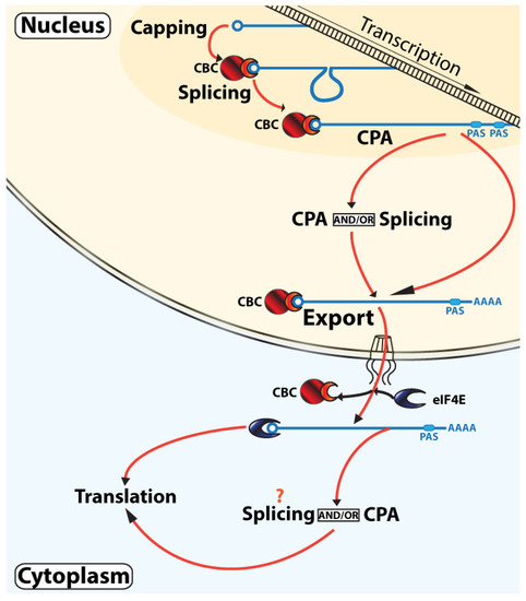 The Cap-Binding Complex CBC and the Eukaryotic Translation Factor eIF4E ...
