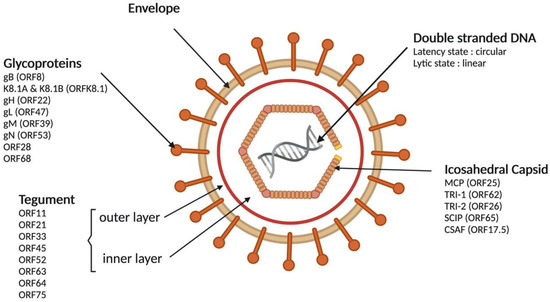 Kaposi’s Sarcoma-Associated Herpesvirus, the Etiological Agent of All Epidemiological Forms of ...