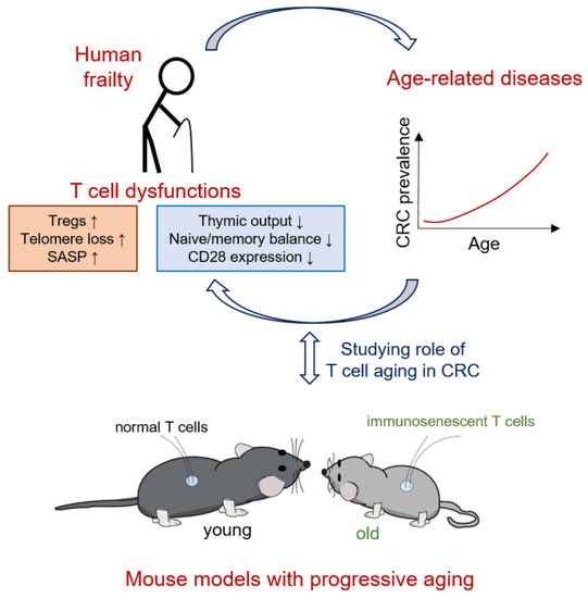 T Cell Aging in Patients with Colorectal Cancer—What Do We Know So Far?