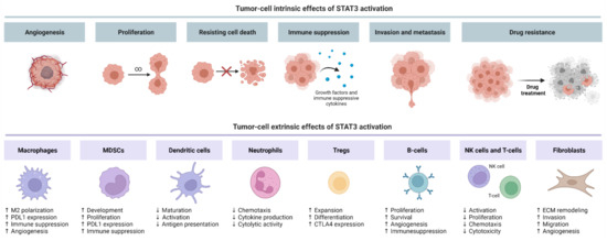 Multicellular Effects of STAT3 in Non-small Cell Lung Cancer ...