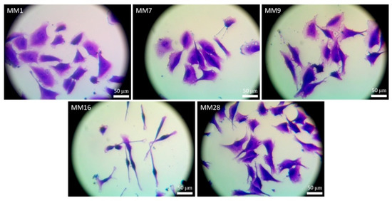 A Novel and Effective Method for Human Primary Skin Melanocytes and ...