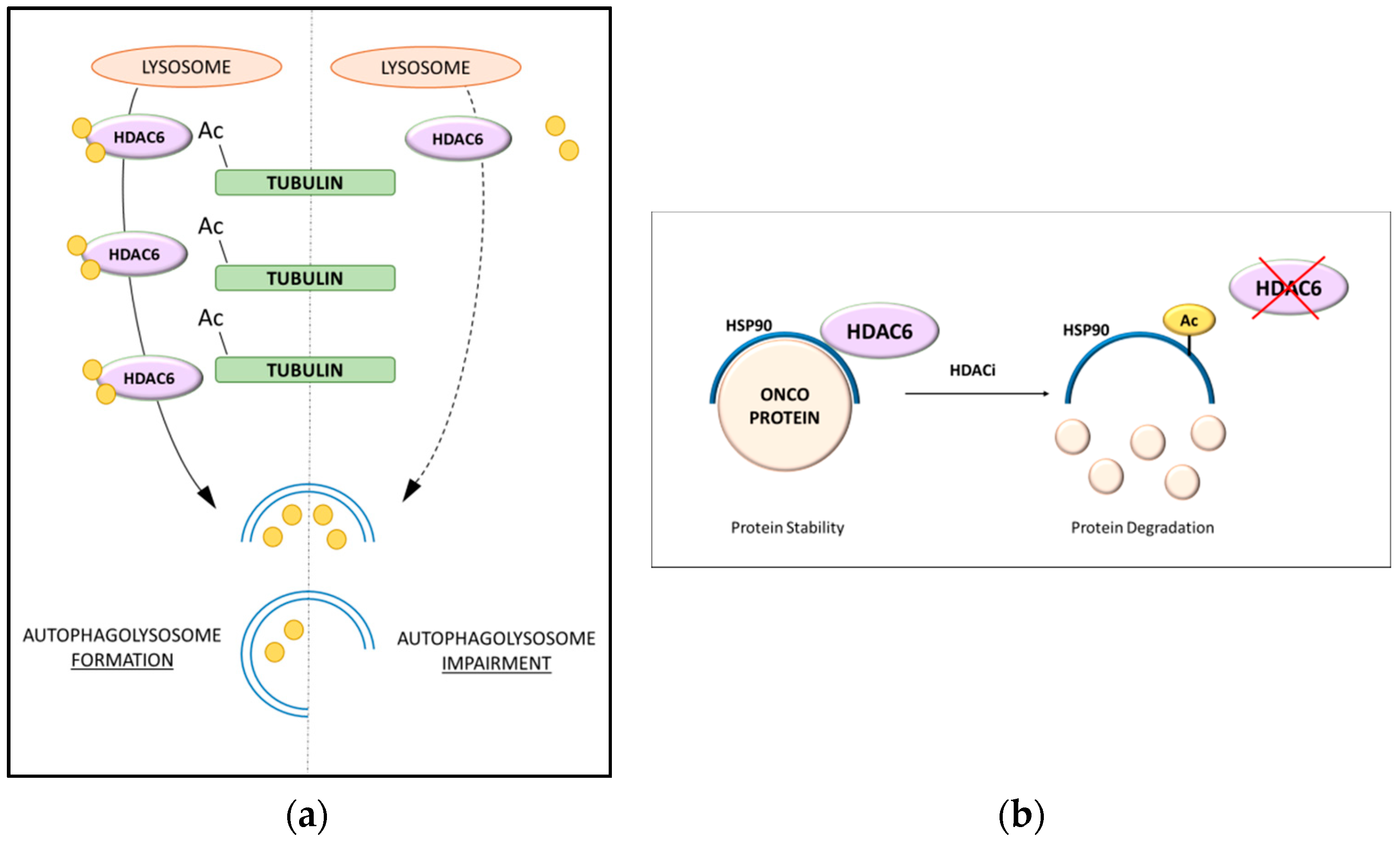 HDAC6 Inhibition Extinguishes Autophagy in Cancer: Recent Insights
