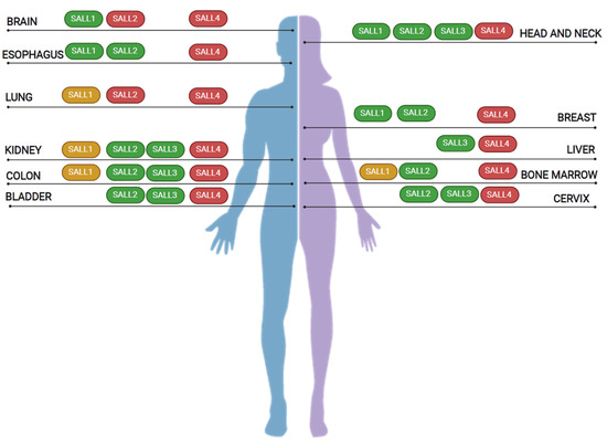 SALL Proteins; Common and Antagonistic Roles in Cancer