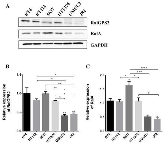 RalGPS2 Interacts with Akt and PDK1 Promoting Tunneling Nanotubes Formation in Bladder Cancer ...
