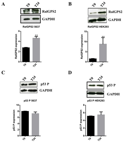 RalGPS2 Interacts with Akt and PDK1 Promoting Tunneling Nanotubes Formation in Bladder Cancer ...