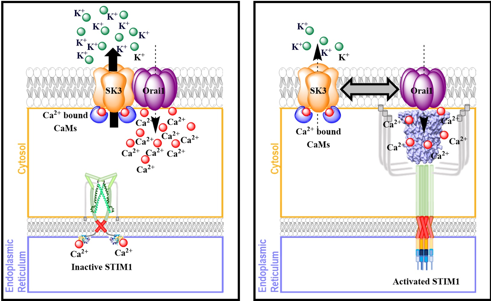 Cancers | Free Full-Text | Orai1 Boosts SK3 Channel Activation