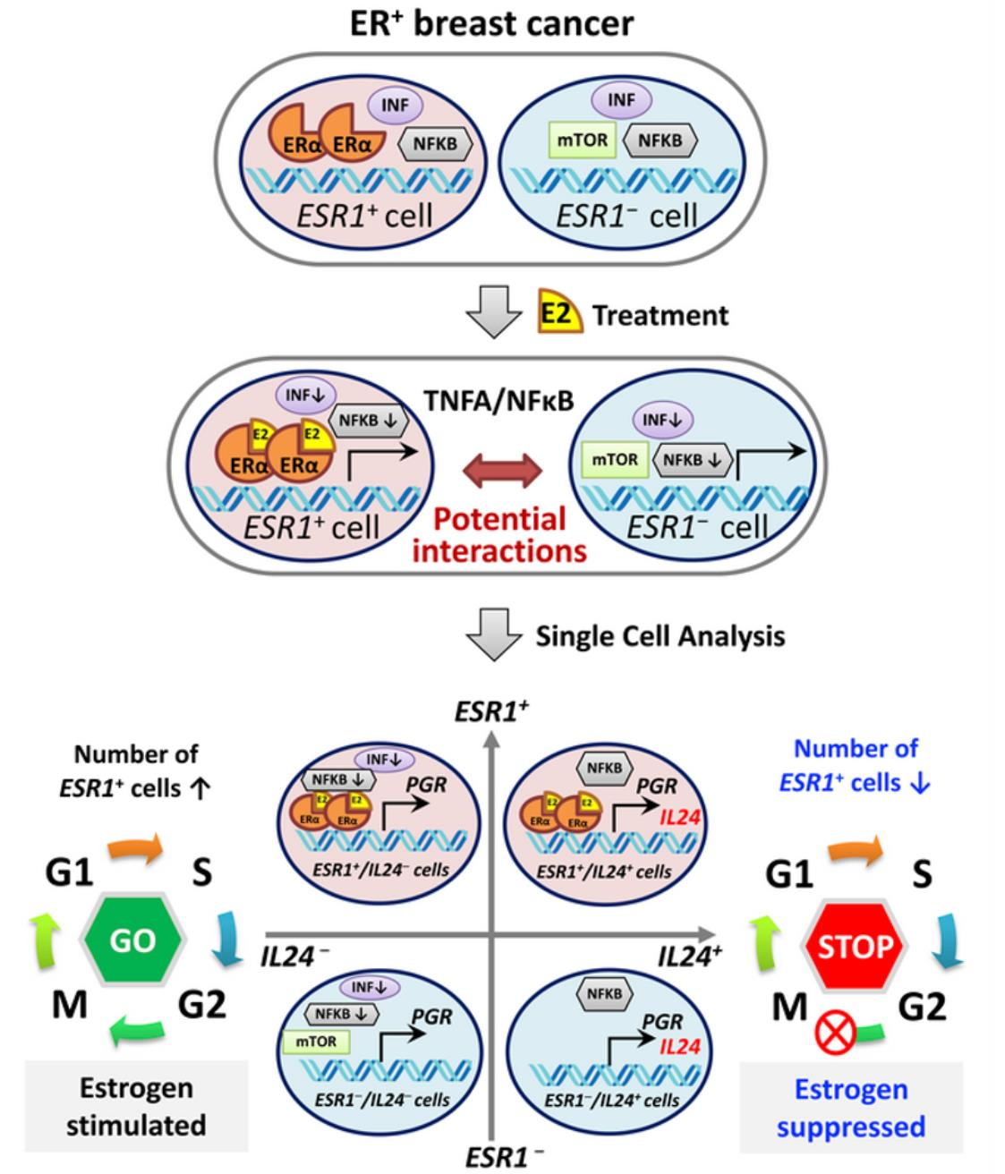 Cancers | Free Full-Text | Influence of Estrogen Treatment on ESR1+ and ...