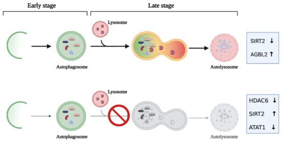 The Tubulin Code and Tubulin-Modifying Enzymes in Autophagy and Cancer
