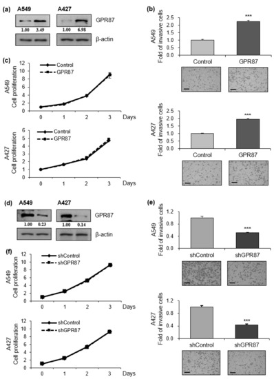 GPR87 Promotes Metastasis through the AKT-eNOS-NO Axis in Lung ...