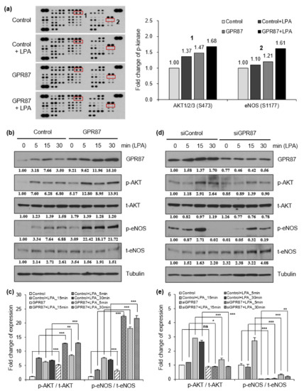 GPR87 Promotes Metastasis through the AKT-eNOS-NO Axis in Lung ...