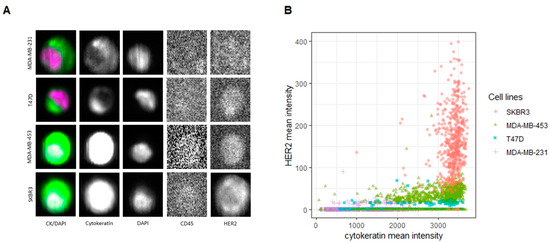 Single-Cells Isolation and Molecular Analysis: Focus on HER2-Low CTCs ...