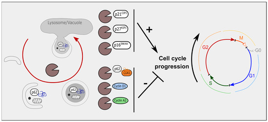 The Intricate Interplay between Cell Cycle Regulators and Autophagy in ...
