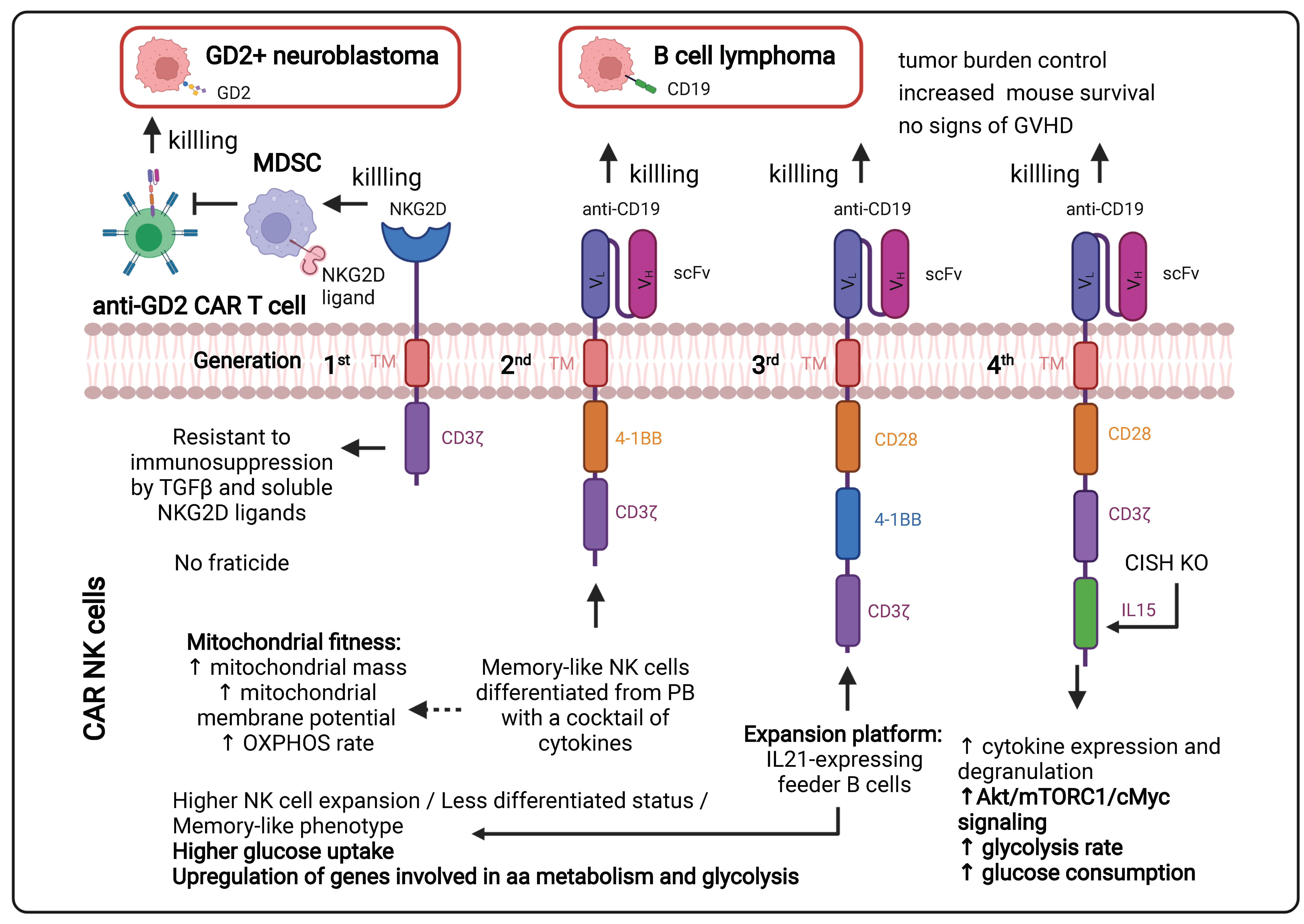 Cancers Free Full Text Importance Of T Nk Car T And Car Nk Cell