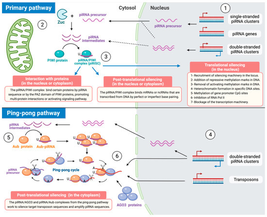 The Emerging Role of PIWI-Interacting RNAs (piRNAs) in Gastrointestinal ...