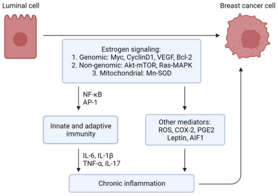 Natural and Synthetic Estrogens in Chronic Inflammation and Breast Cancer