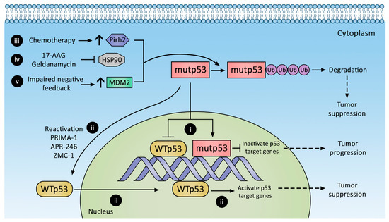 Targeting Post-Translational Regulation of p53 in Colorectal Cancer by Exploiting ...