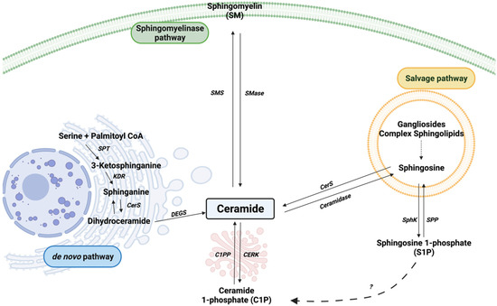 Implication of Ceramide Kinase/C1P in Cancer Development and Progression
